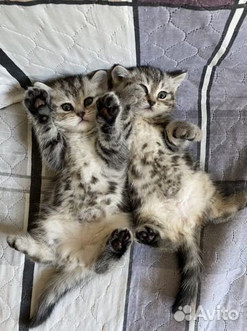 Прямоухие шотландские котята