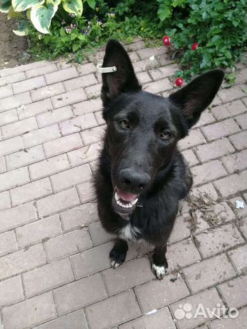 Собака в добрые руки