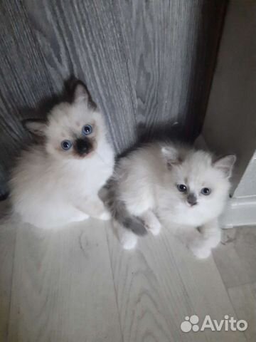 Балинезийские котята