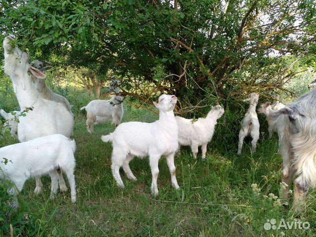 Козы с козлятами