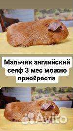 Морские свинки
