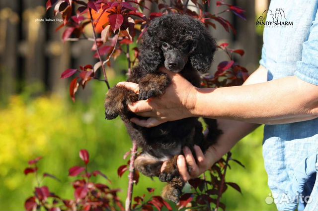 Шикарные девочки чёрно- подпалые пуделя