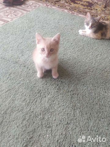 Британская кошка бесплатно