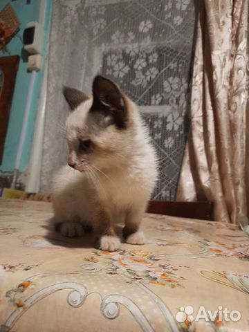 Котёнок