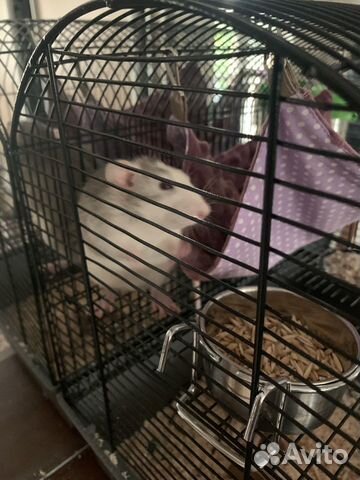 Крыса дамбо с клеткой