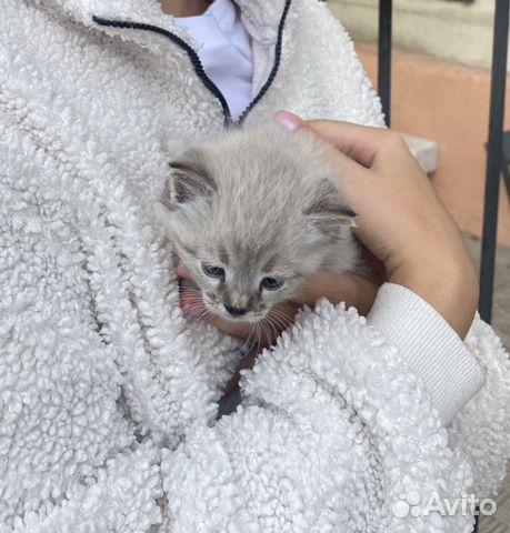 Отдам катёнка в добрые руки