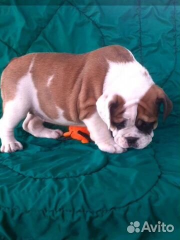 Английская бульдожка