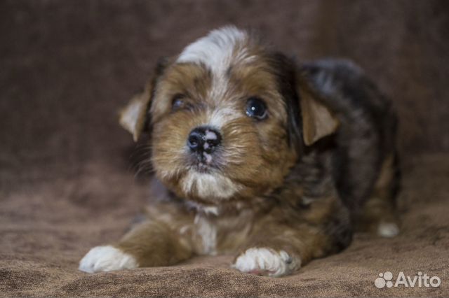 Чудо малыши