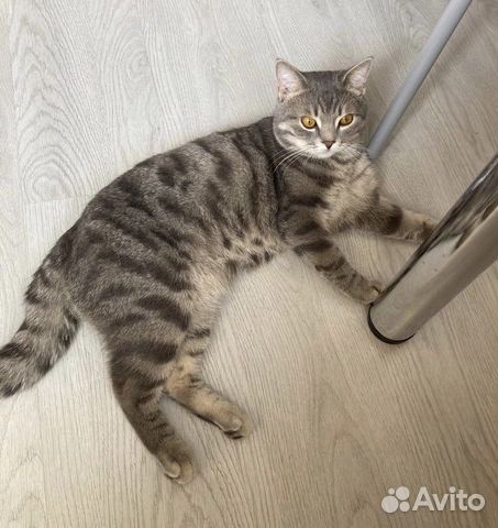 Британский кот вязка
