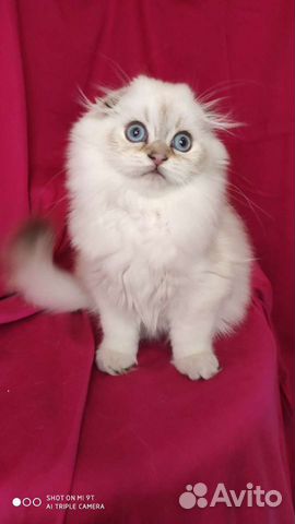 Шотландские вислоухие котята