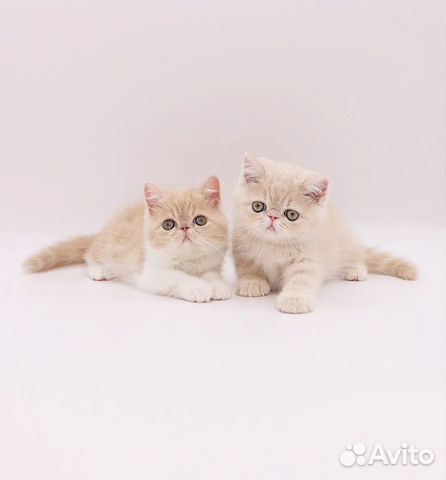 Экзоты из питомника