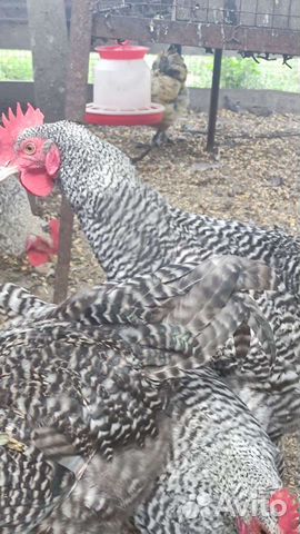 Петухи плимутрок