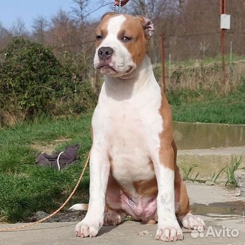 Стаффордширский терьер