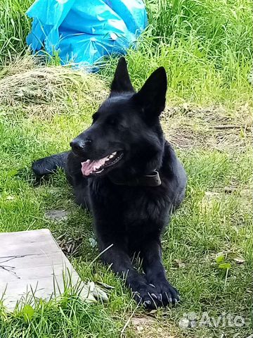 Восточноевропейская овчарка