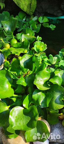 Водный гиацинт, пистия