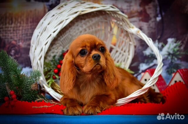 Спаниель кавалер рубиновая красавиа
