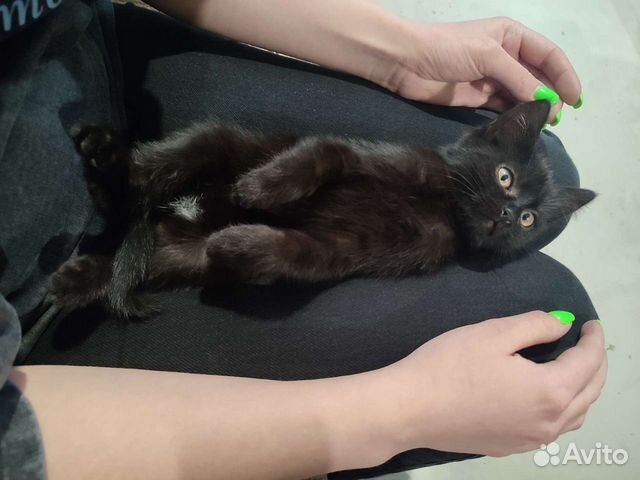 Черный котенок девочка в добрые руки