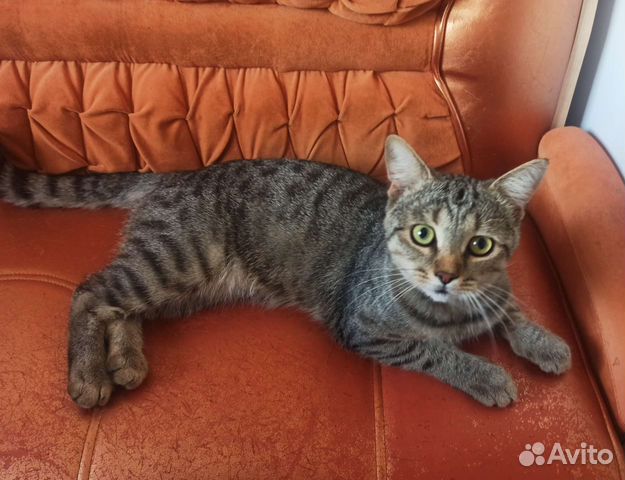 Кот ищет дом