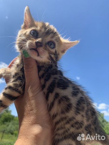 Бенгальские котята