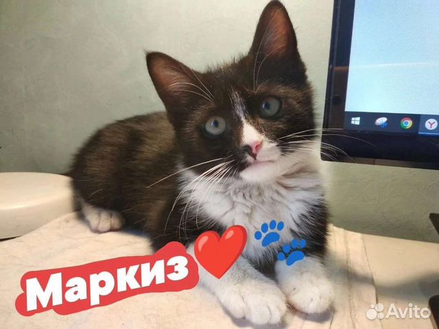 Котёнок Маркиз
