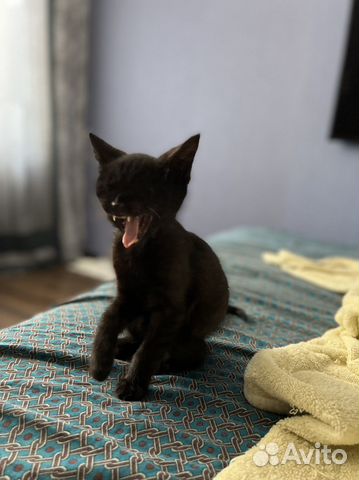Котенок в добрые руки