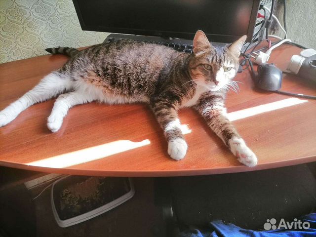 Кот спокойный 6 лет кастрирован