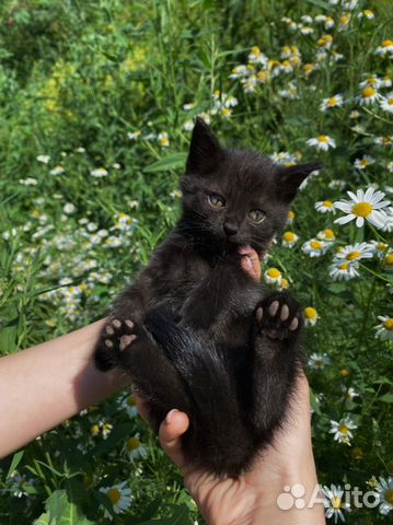 Котёнок мальчик 1.5 мес