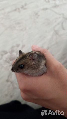 Джунгарский хомяк