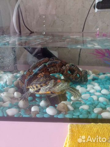 Красноухая черепаха с аквариумом