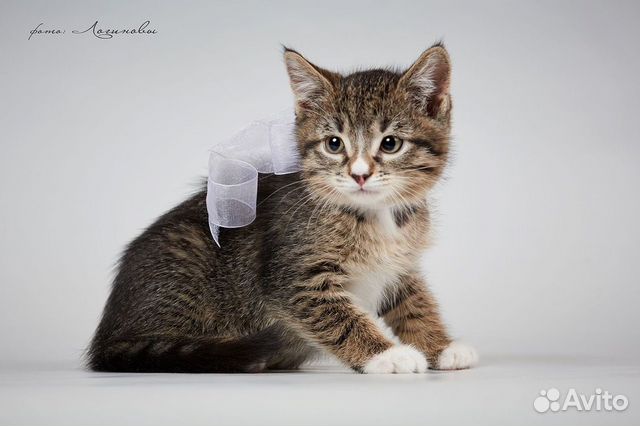 Нежная малышка Банни