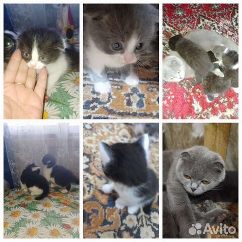 Прекрасные котятки в дар