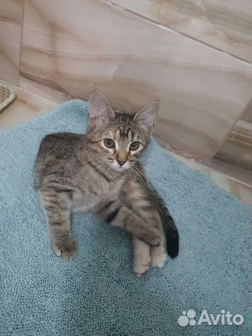 Кошка и котята в дар