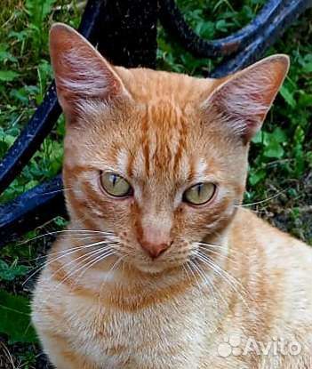 Отдадим кота в добрые руки