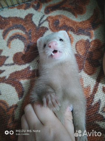 Хорек