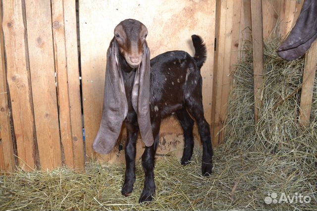 Козлик камори чистопородный