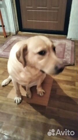 Лабрадор ретривер сука 2 года