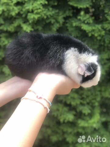 Морская саинка американский тедди