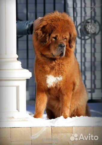 Тибетский мастиф щенки