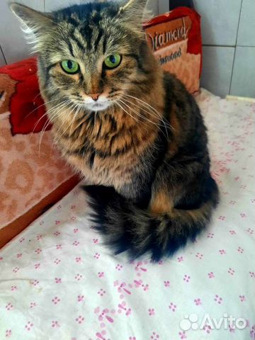 Сибирский кот