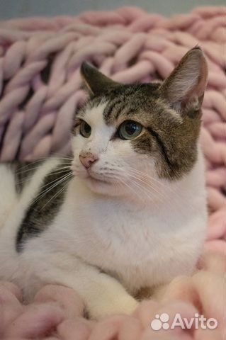 Котики бесплатно