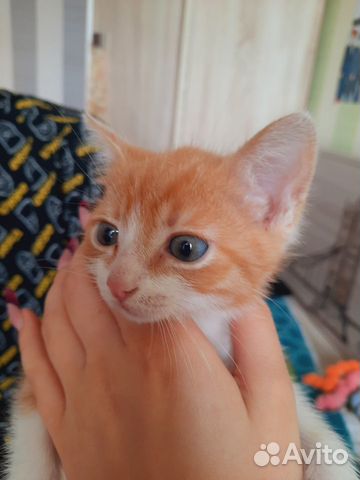 Отдаю котёночка в хорошие ручки