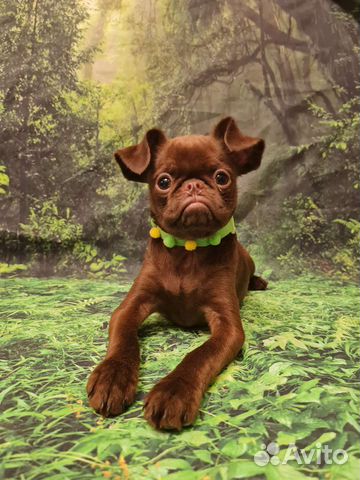 Пти брабансон мальчик в шоколадном окрасе