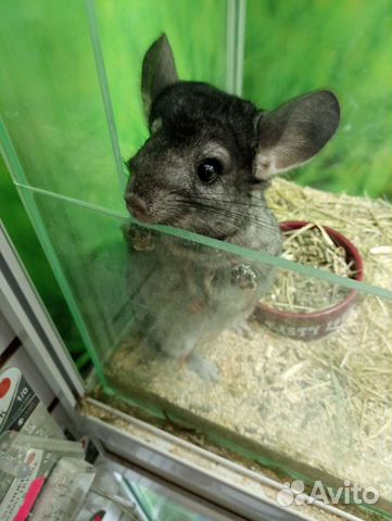 Серебристая шиншилла