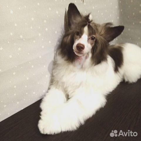 Китайская хохлатая