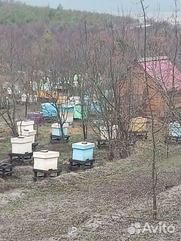 Продам пчелосемьи, отводки