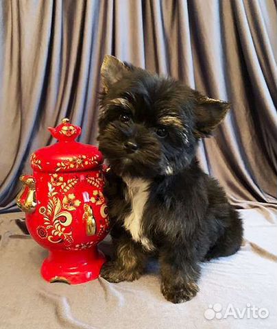 Йоркширский терьер щенки большой выбор