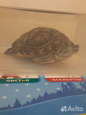 Красноухая черепаха Чуля ищет дом