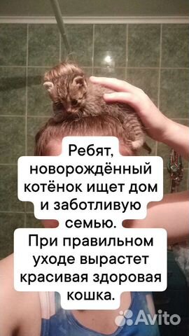 Отдам котёнка (девочка) в любящую семью