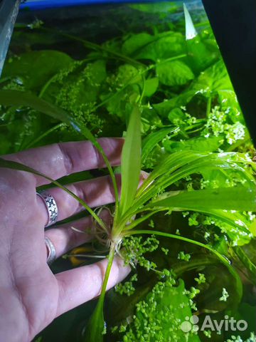 Эхинодорус