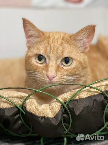 Солнечный котик Юркис